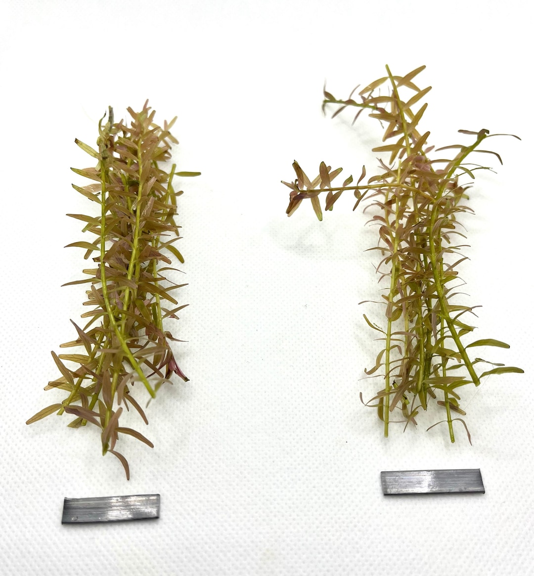 Bundle of 10 Live Rotala Stems - Aquatic Plants for Vibrant Aquariums ...