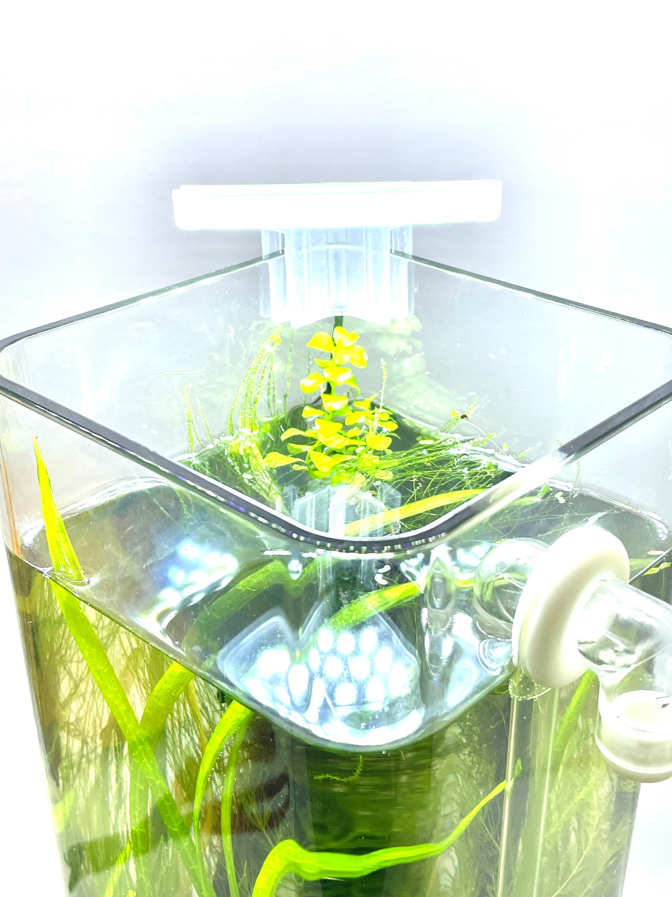 Shrimp / Planted Tank Kit Wabi Kusa Style - Etsy