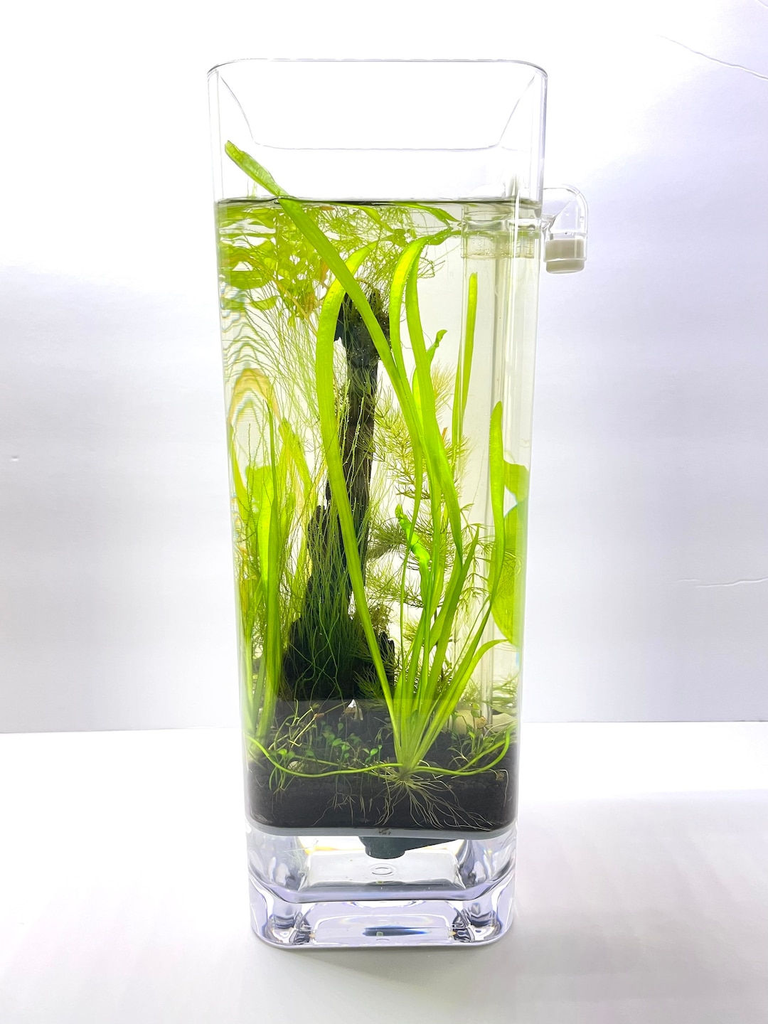 Shrimp / Planted Tank Kit Wabi Kusa Style - Etsy