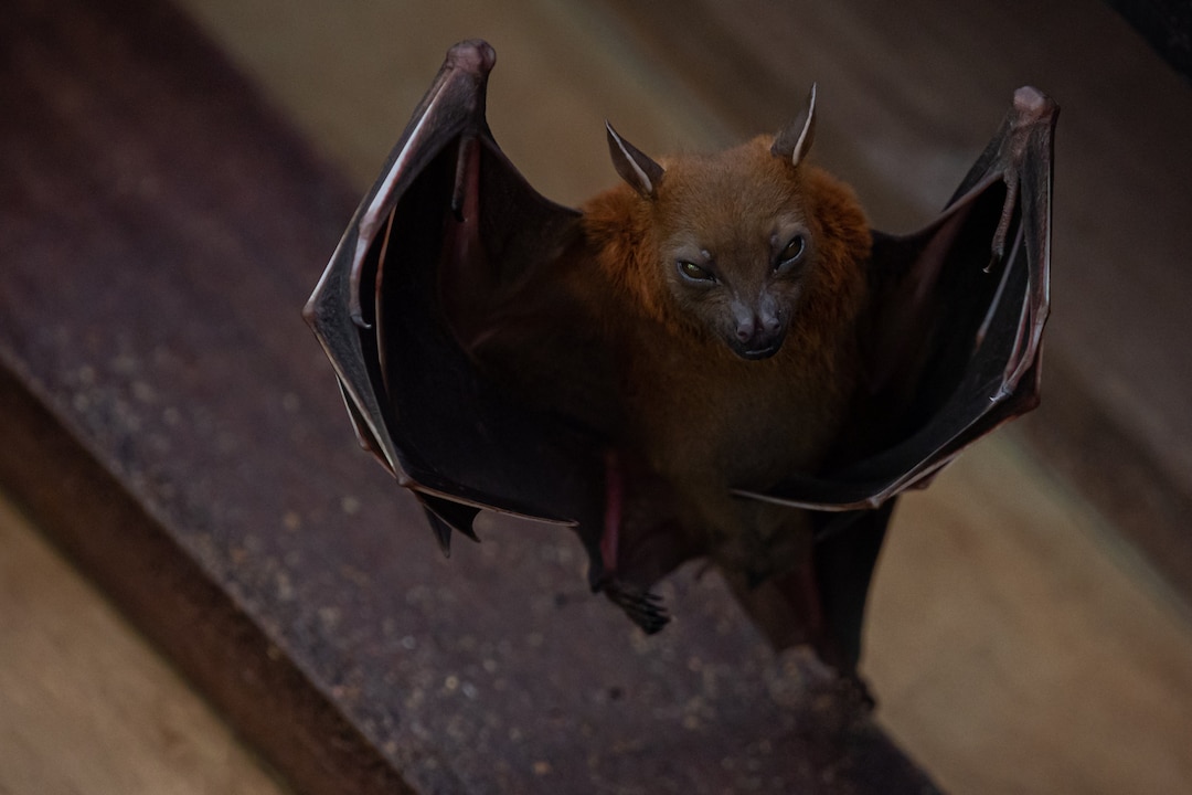 Lesser Dog-faced Fruit Bat - Etsy