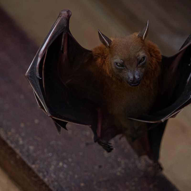 Taxidermy Real Bats - Etsy