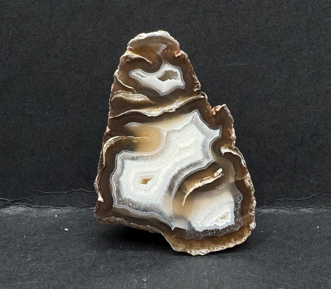 Agatized Sea Shell gastropod Half - Etsy