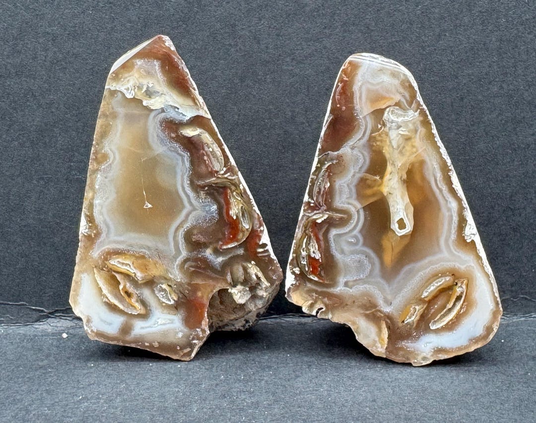 Agatized Sea Shell (gastropod) - Etsy