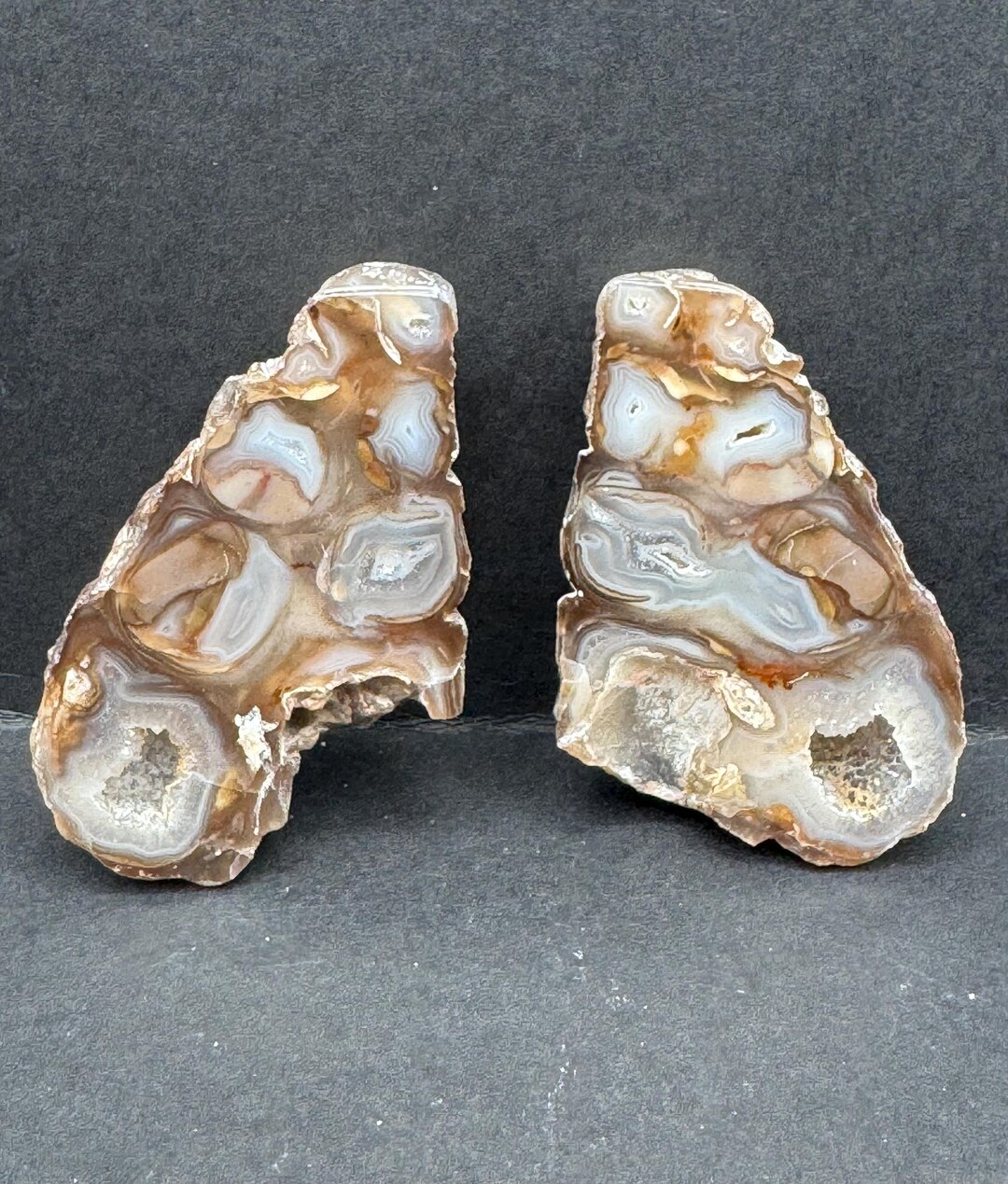 Agatized Sea Shell (gastropod) - Etsy