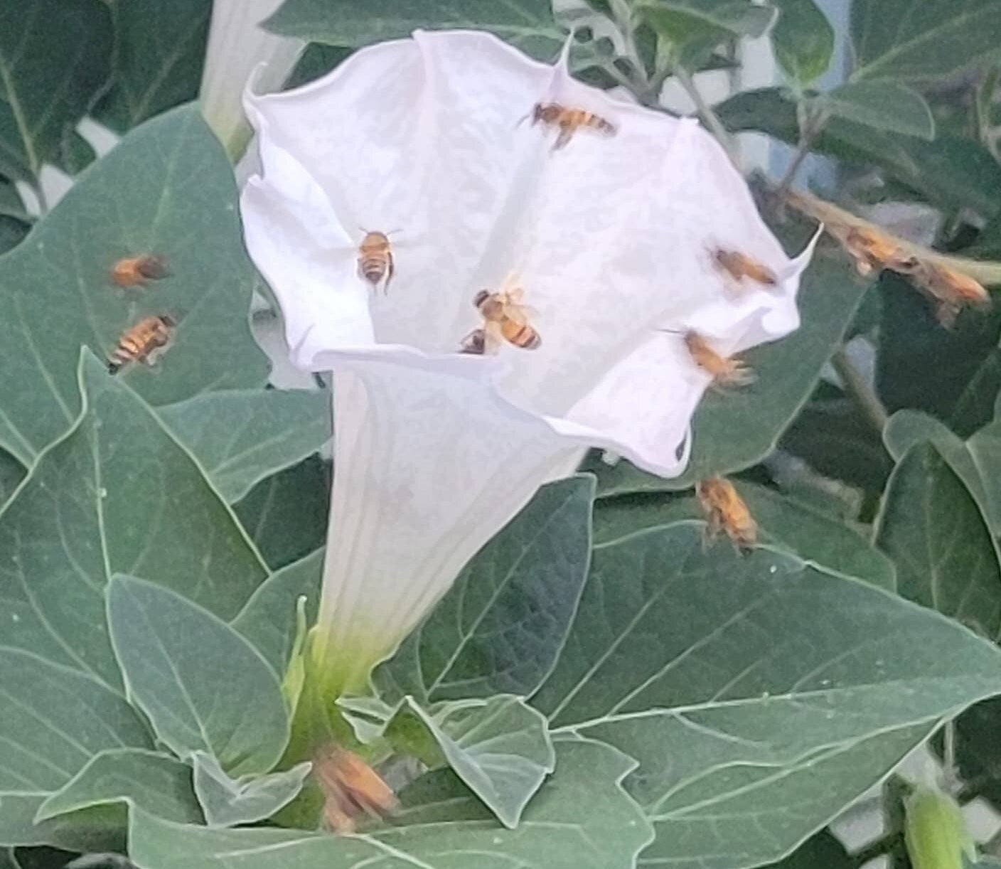 Datura Innoxia, 20+ Moon Flower Seeds - Etsy