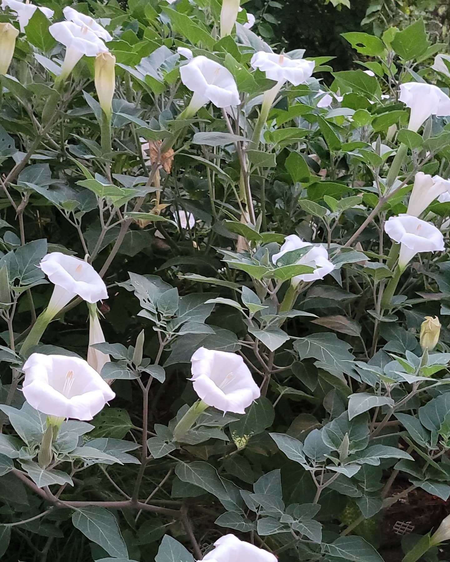 Datura Innoxia, 20+ Moon Flower Seeds - Etsy