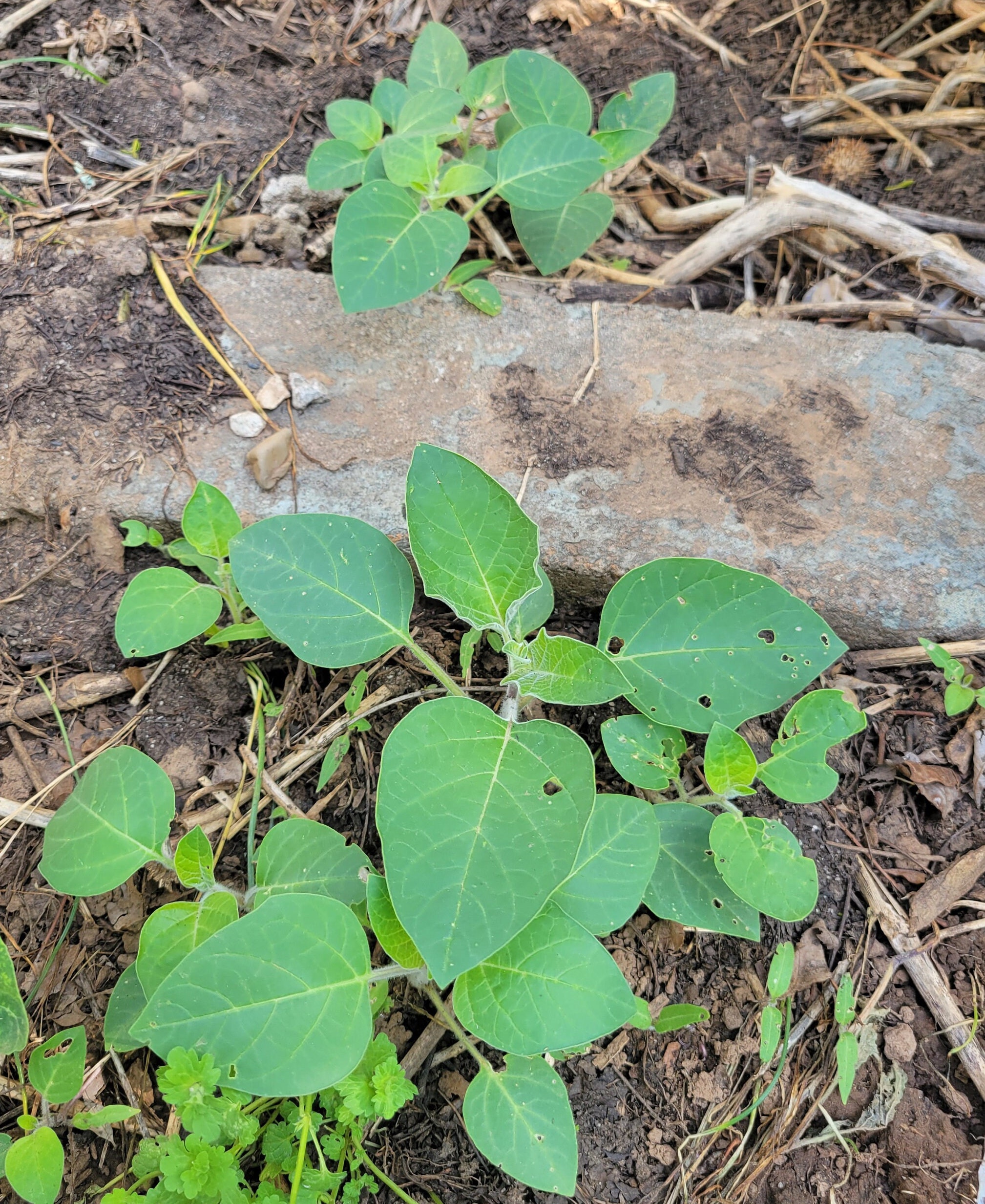Datura Innoxia, 20+ Moon Flower Seeds - Etsy