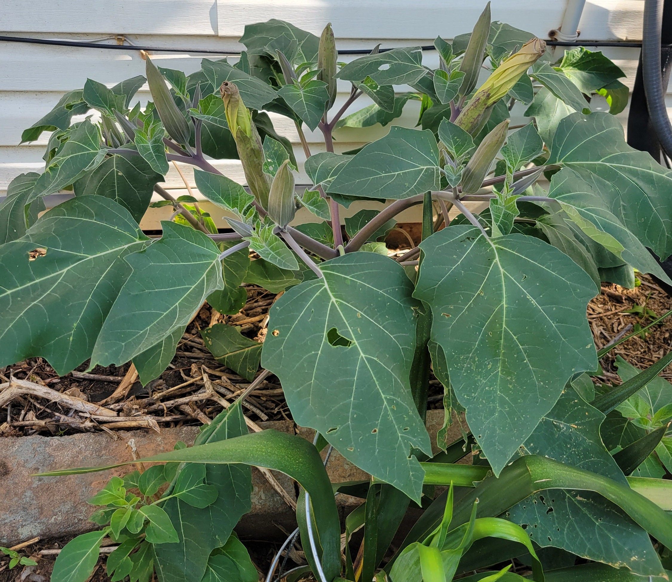 Datura Innoxia, 20+ Moon Flower Seeds - Etsy