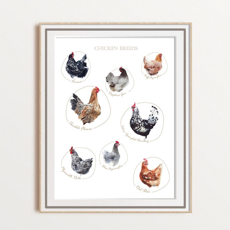 Chicken Breeds Poster - Etsy