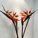 Real Touch Bird of Paradise Stem, Fake Silicone Strelitzia Long, 4pcs ...