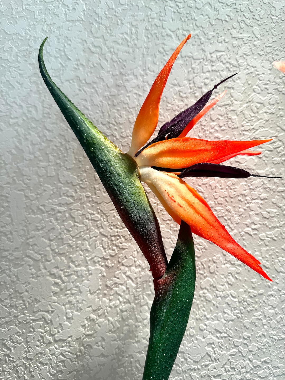 Real Touch Bird of Paradise Stem Premium Fake Red Strelitzia Artificial ...