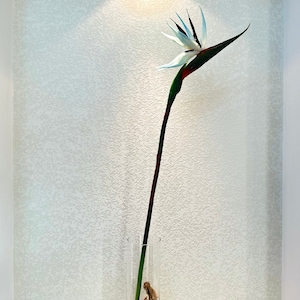Real Touch Bird of Paradise Stem, Fake Silicone Strelitzia Blue, High ...