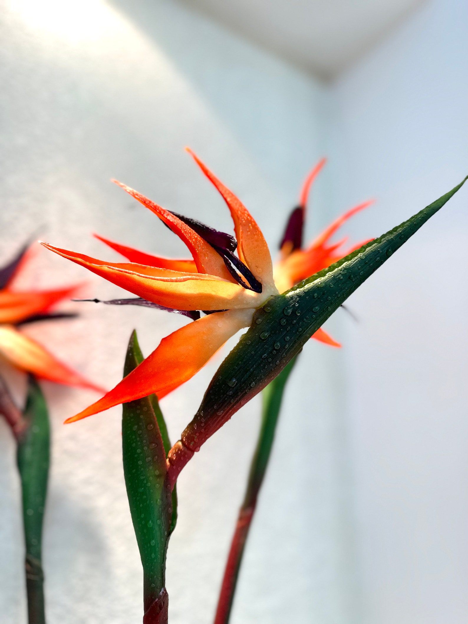 Real Touch Bird of Paradise Stem, Fake Silicone Strelitzia Long, 4pcs ...
