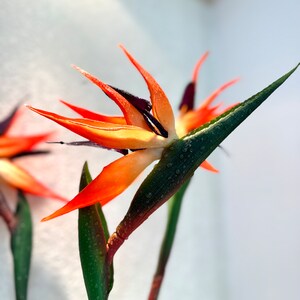Real Touch Bird of Paradise Stem, Fake Silicone Strelitzia Blue, High ...