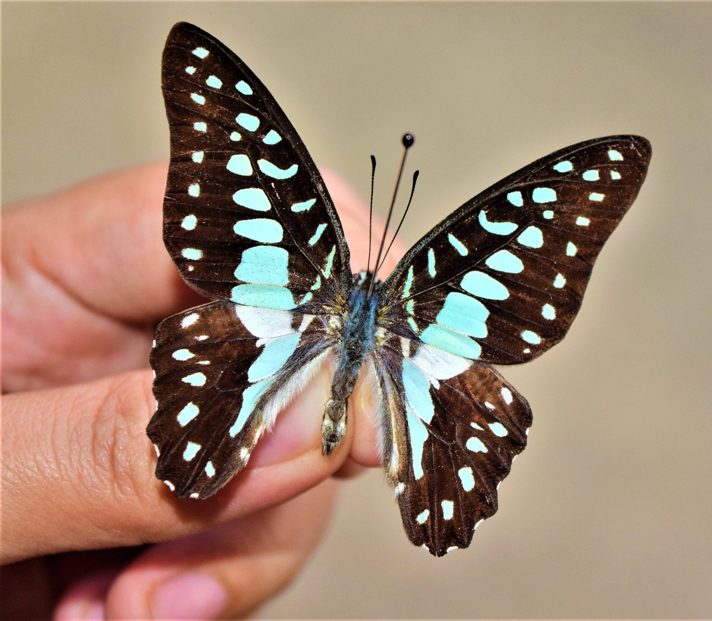 Graphium Eurypylus, Real Butterfly, Real Butterfly Art, Spread ...