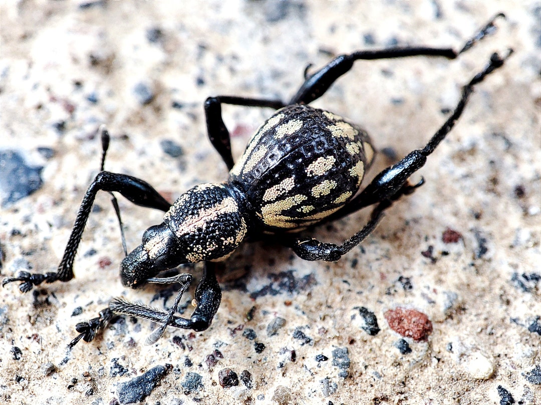 Apocyrtus Sp? 10mm Beetle, Small Beetle, Real Beetle, Dried Insects ...