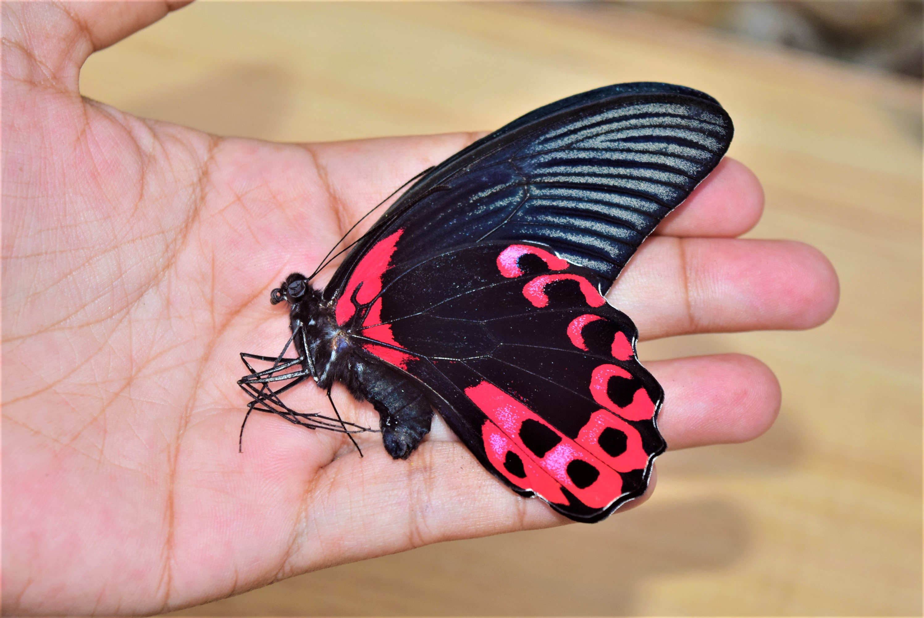 Papilio Rumanzovia, Insect Specimen, Beautiful Insects, Real Insect ...