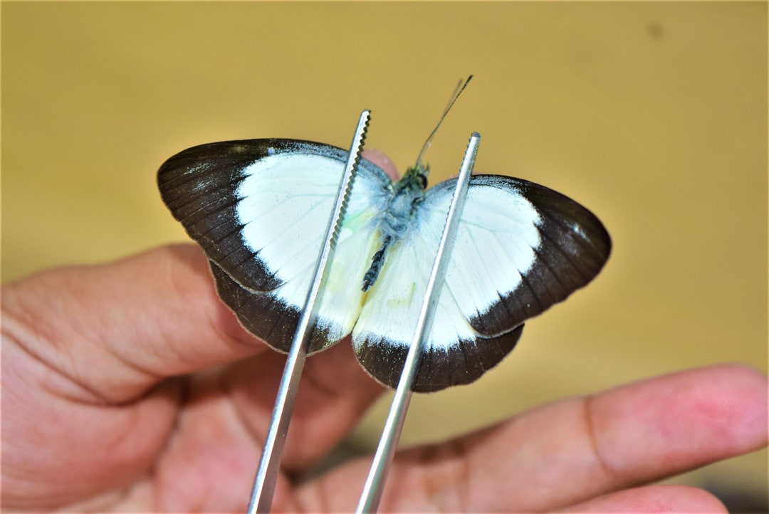 Cepora Boisduvaliana, Insect Specimen, Beautiful Insects, Real Insect ...