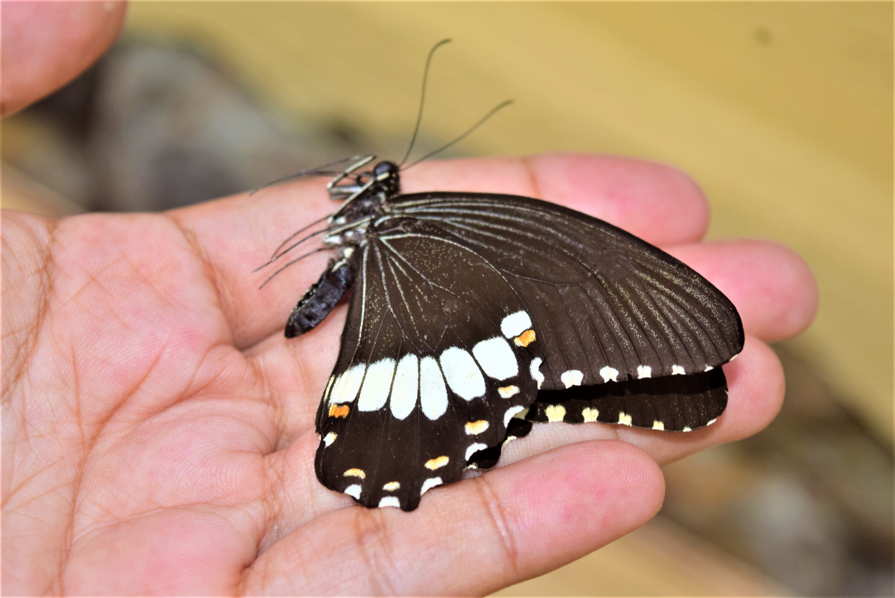 Papilio Alphenor Male, Insect Specimen, Beautiful Insects, Real Insect ...