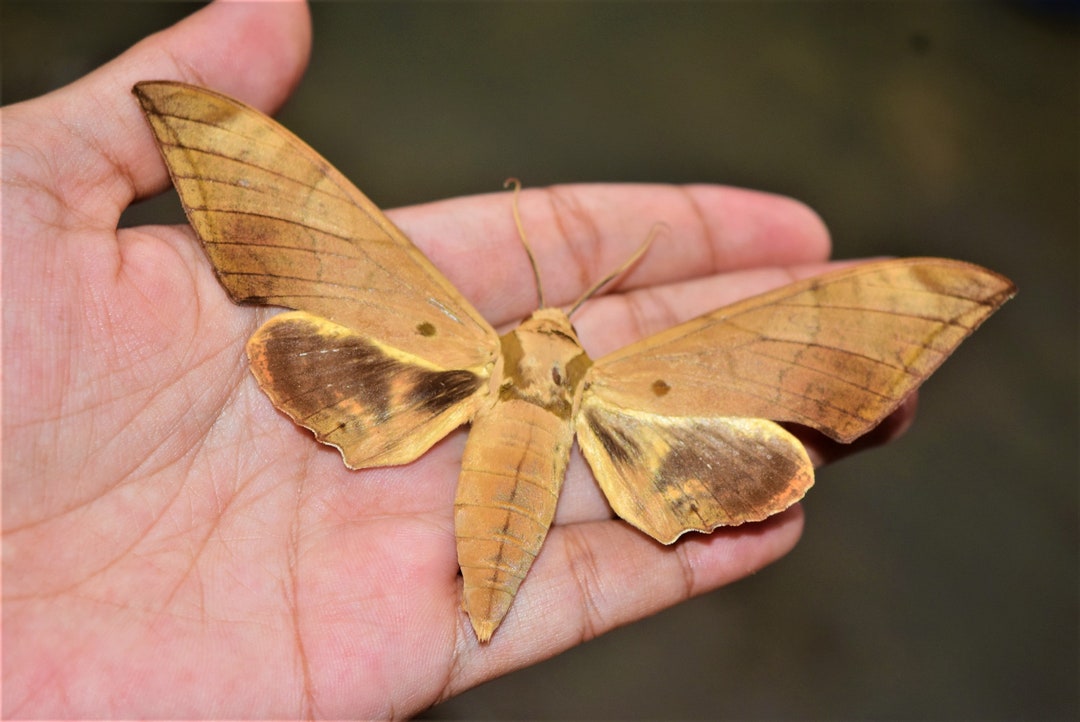 Spread Sphingidae, Big Real Moth, Insect Specimen, Beautiful Insects ...