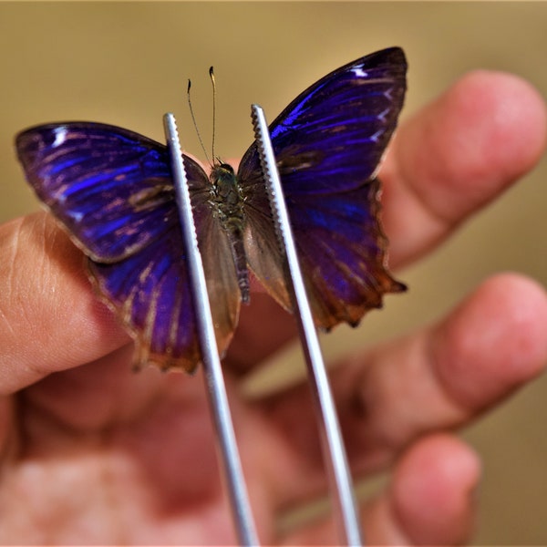Dried Butterflies - Etsy