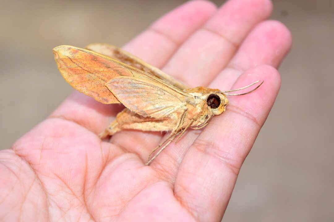 Unspread Sphingidae, Real Moth, Insect Specimen, Beautiful Insects ...