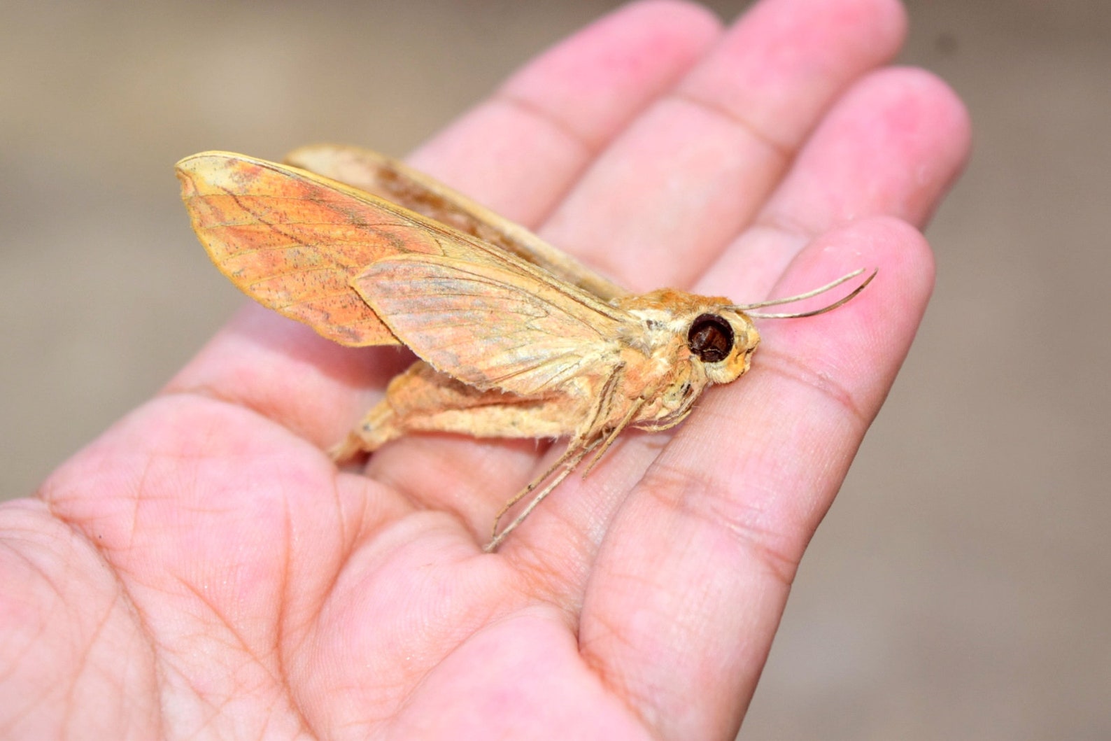 Unspread Sphingidae, Real Moth, Insect Specimen, Beautiful Insects ...