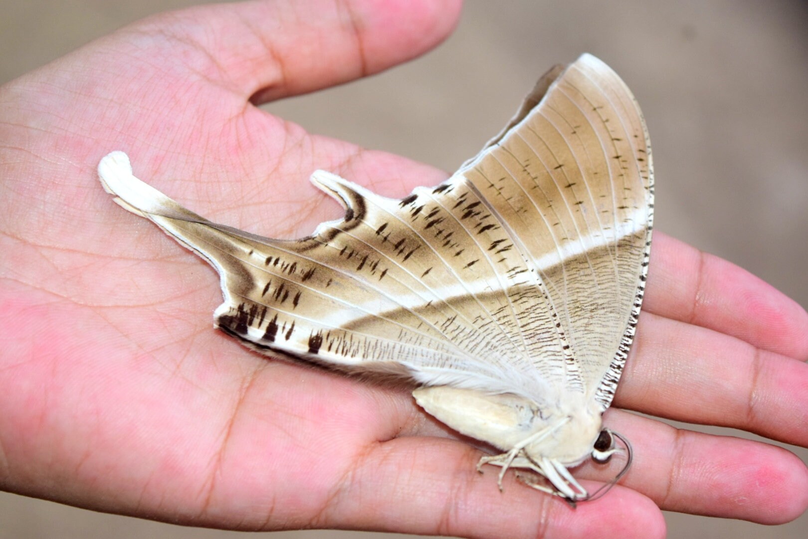 Unspread Swallow Tail Moth, Real Moth, Insect Specimen, Beautiful ...