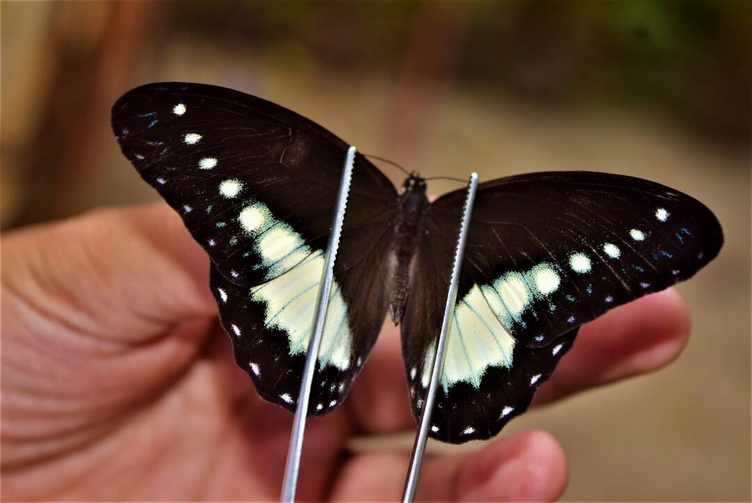 Zethera Musides, Sp, Insect Specimen, Beautiful Insects, Real Insect ...