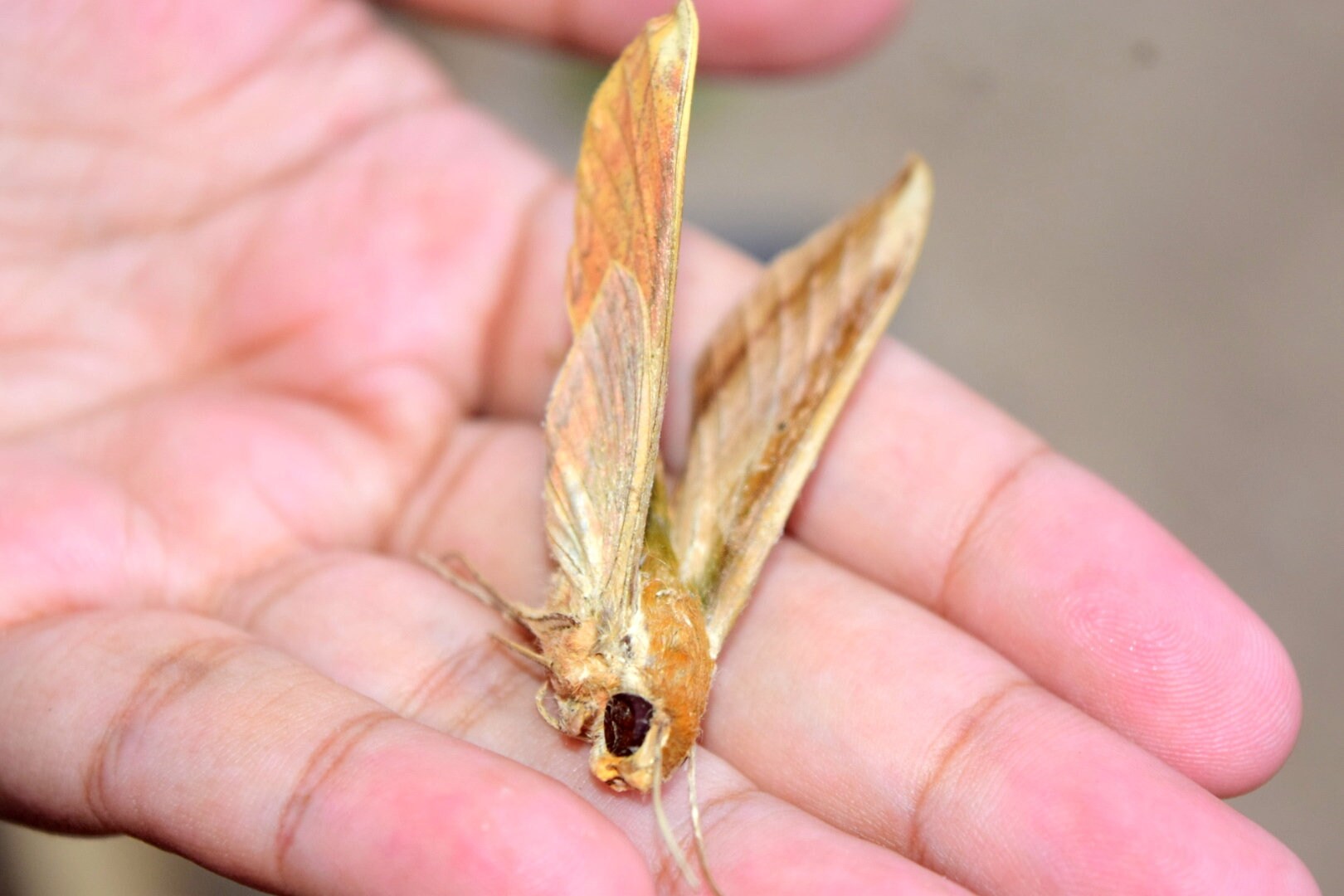 Unspread Sphingidae, Real Moth, Insect Specimen, Beautiful Insects ...