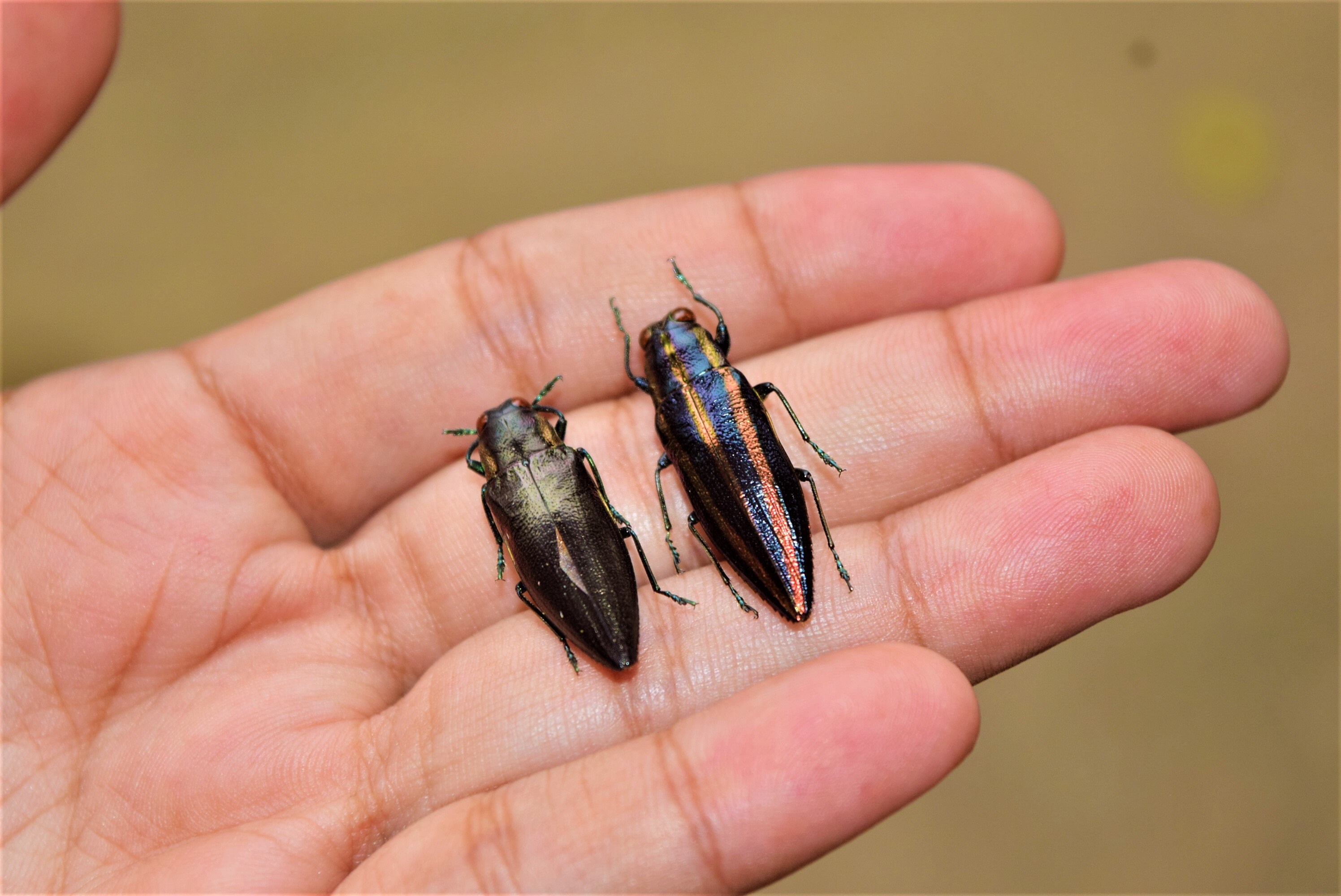 Pair Buprestidae Sp, Real Beetle, Dried Insects, Real Insect, Beautiful ...