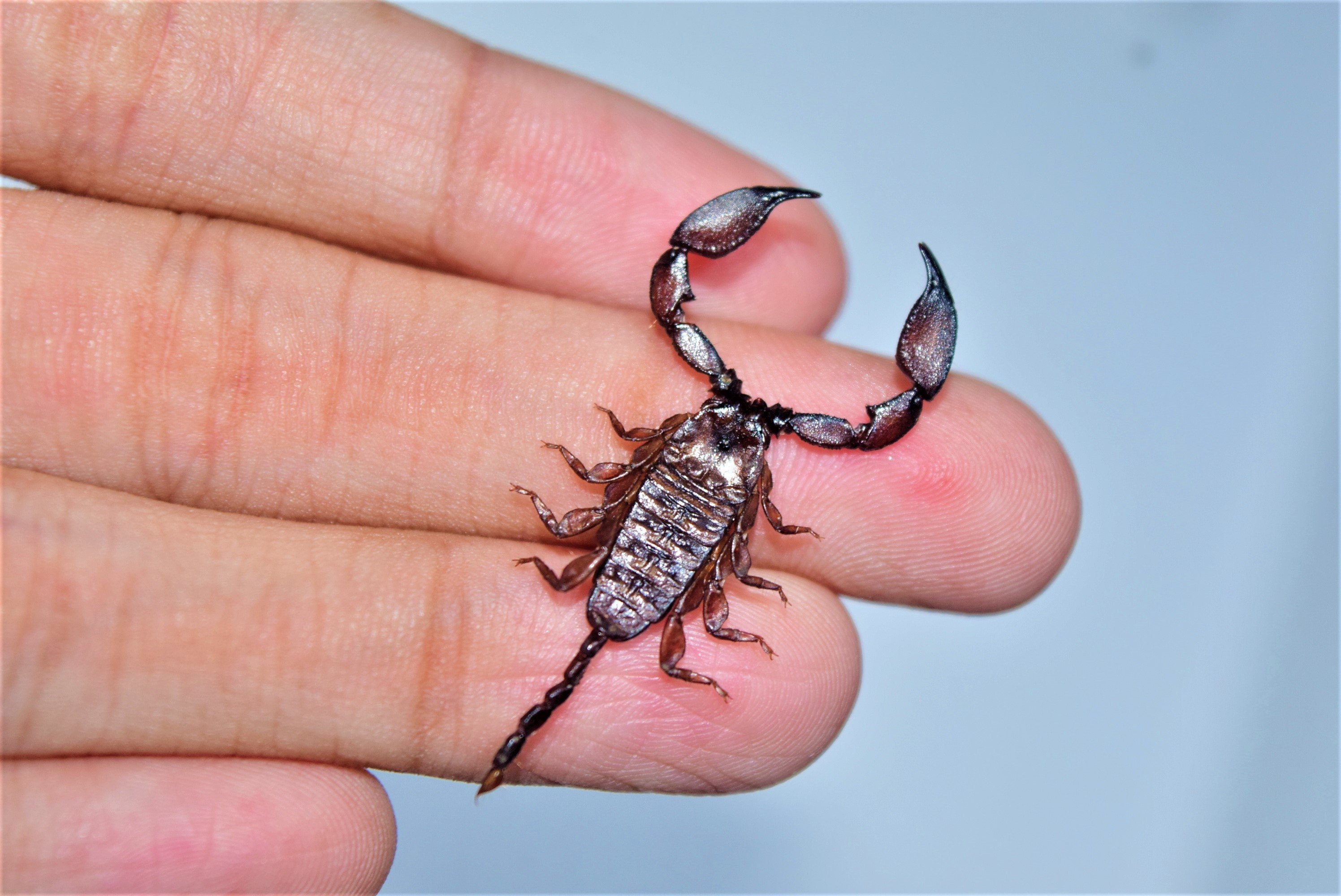 Smallest Scorpion In The World