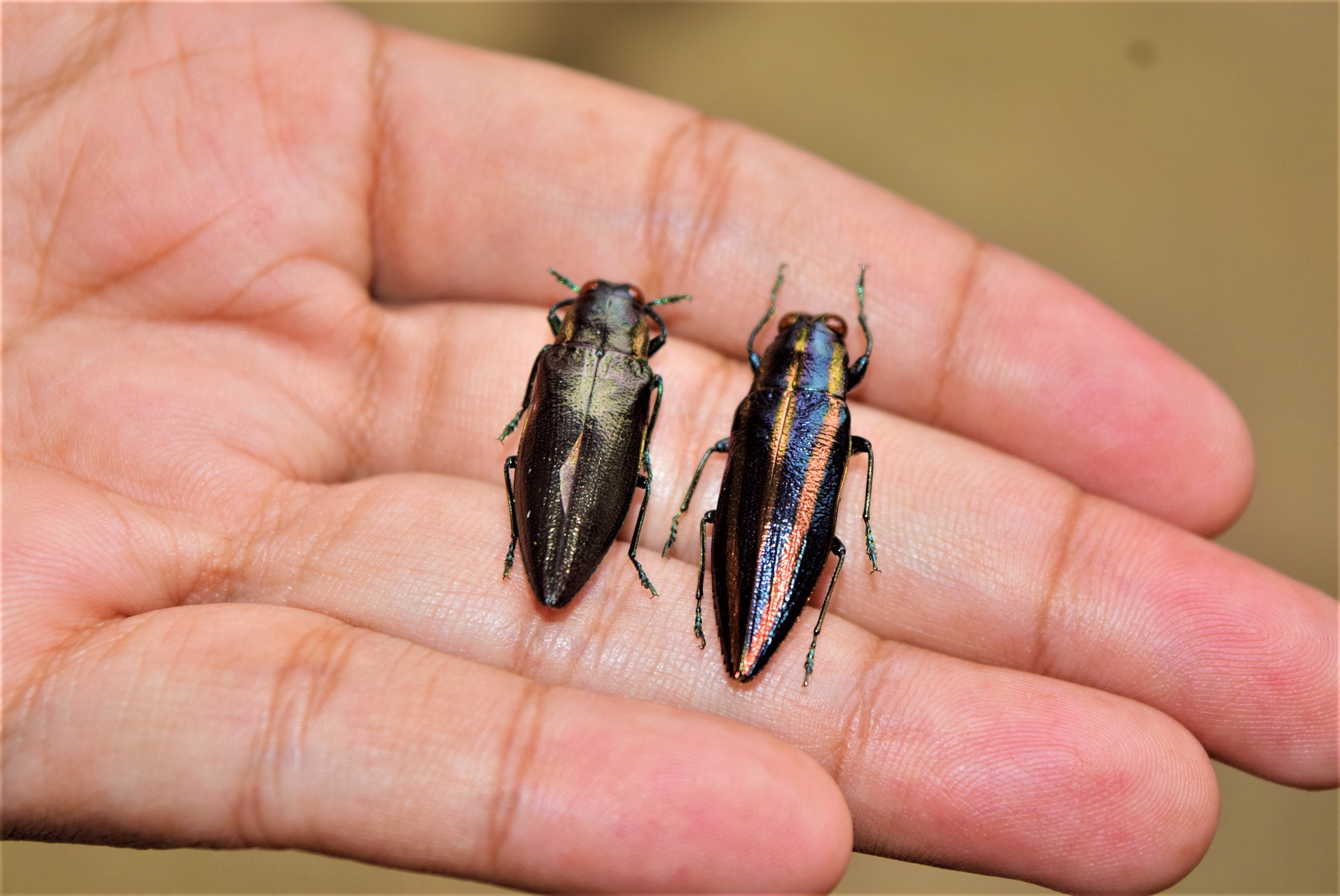 Pair Buprestidae Sp Real Beetle Dried Insects Real Insect - Etsy