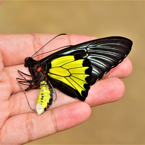 Real Butterfly Art - Etsy