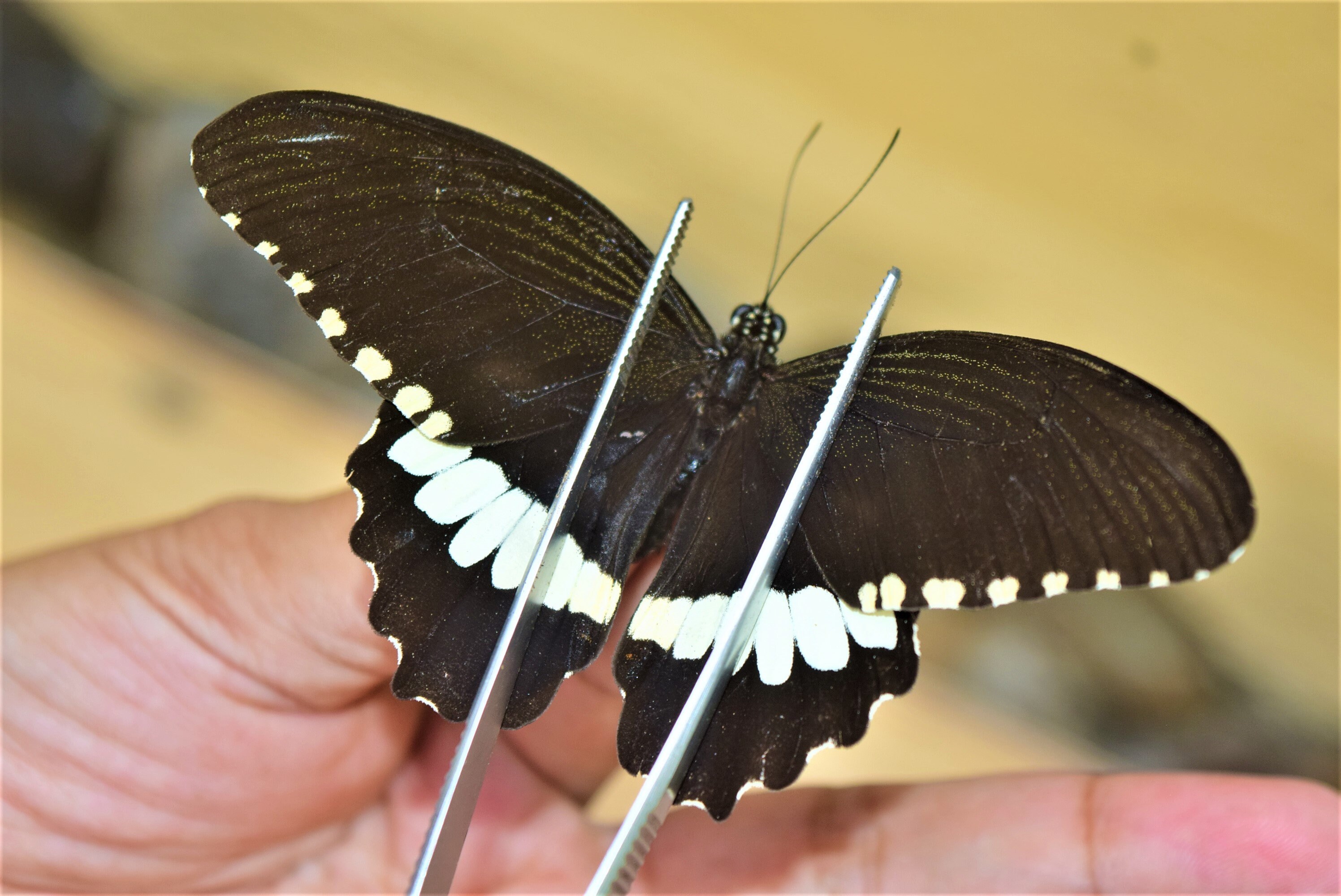 Papilio Alphenor Male, Insect Specimen, Beautiful Insects, Real Insect ...