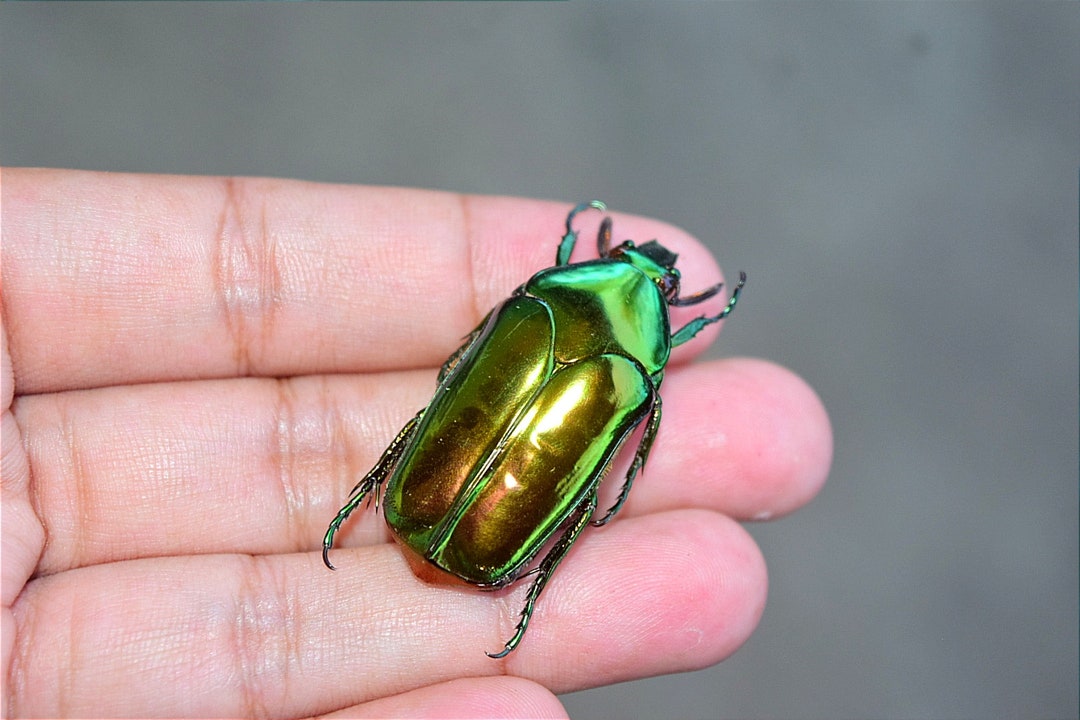 Agestrata Scarab Beetles, Flower Beetles, Big Beetles, Real Insect ...