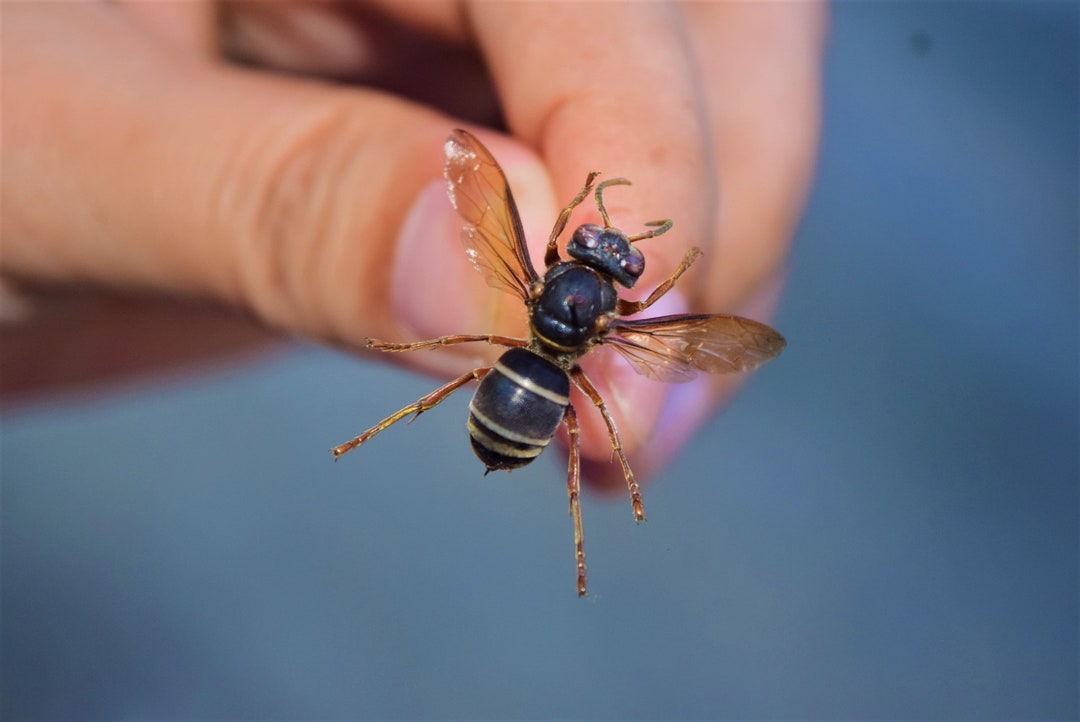 Spread Hymenoptera, Vespa Sp, Real Wasp, Dried Insects, Real Insect ...