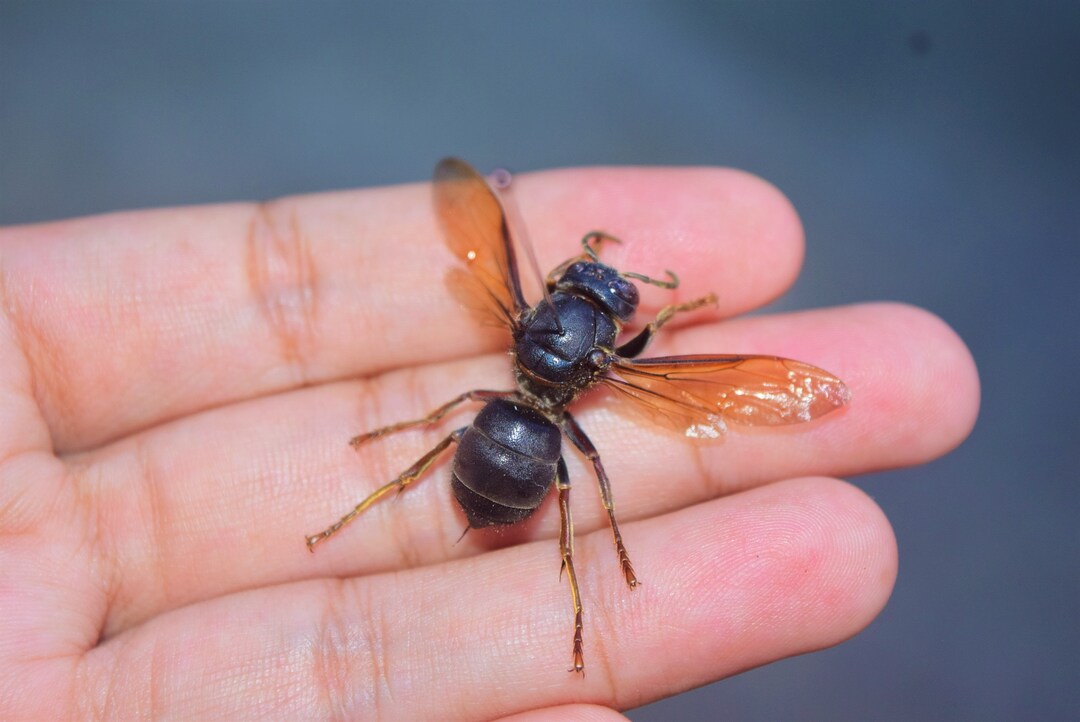 Spread Hymenoptera, Vespa Sp, Real Wasp, Dried Insects, Real Insect ...