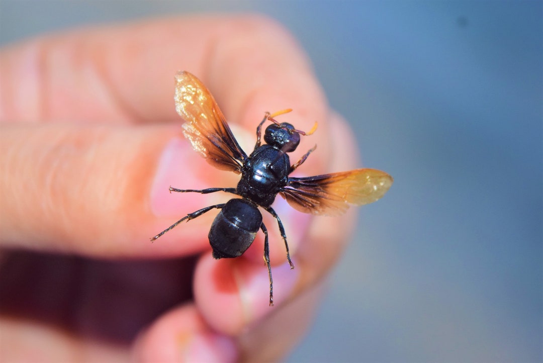 Spread Hymenoptera, Vespa Sp, Real Wasp, Dried Insects, Real Insect ...