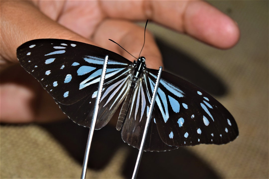 Parantica Luzonensis, Insect Specimen, Beautiful Insects, Real Insect ...