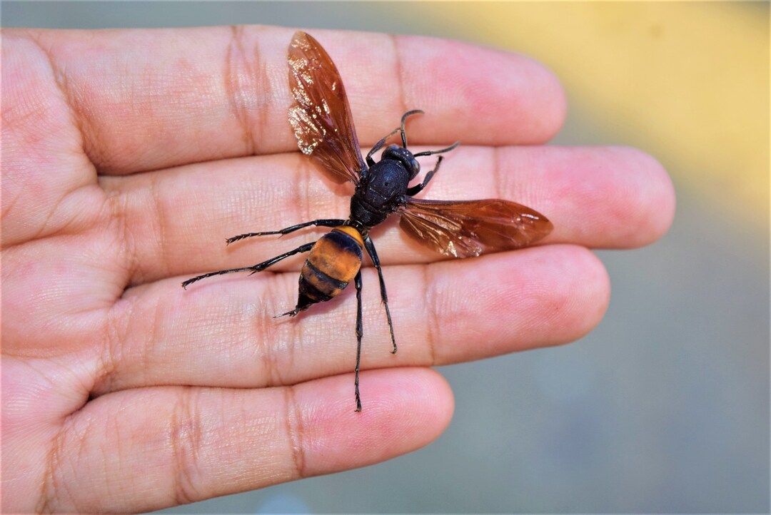 Spread Wasp, Vespa Sp, Real Wasp, Dried Insects, Real Insect, Beautiful ...