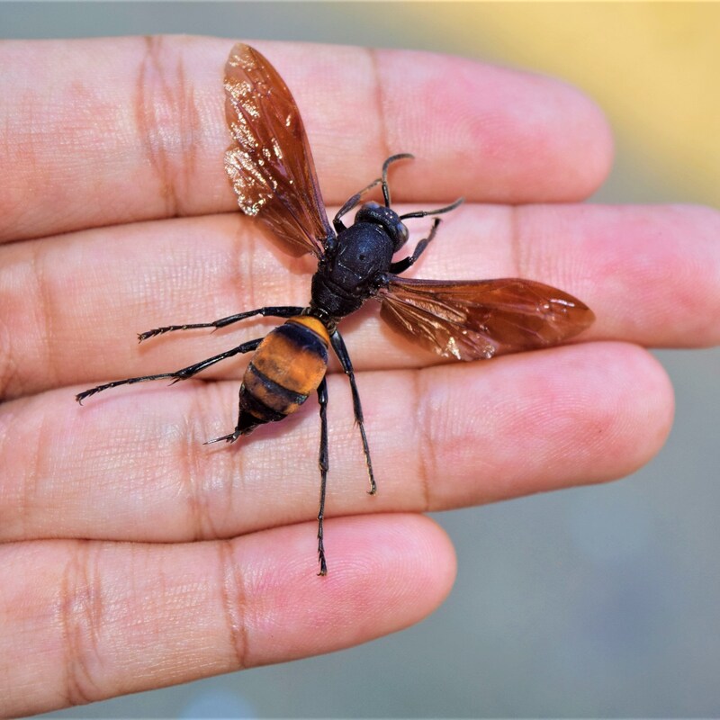 Realistic Fake Bugs - Etsy