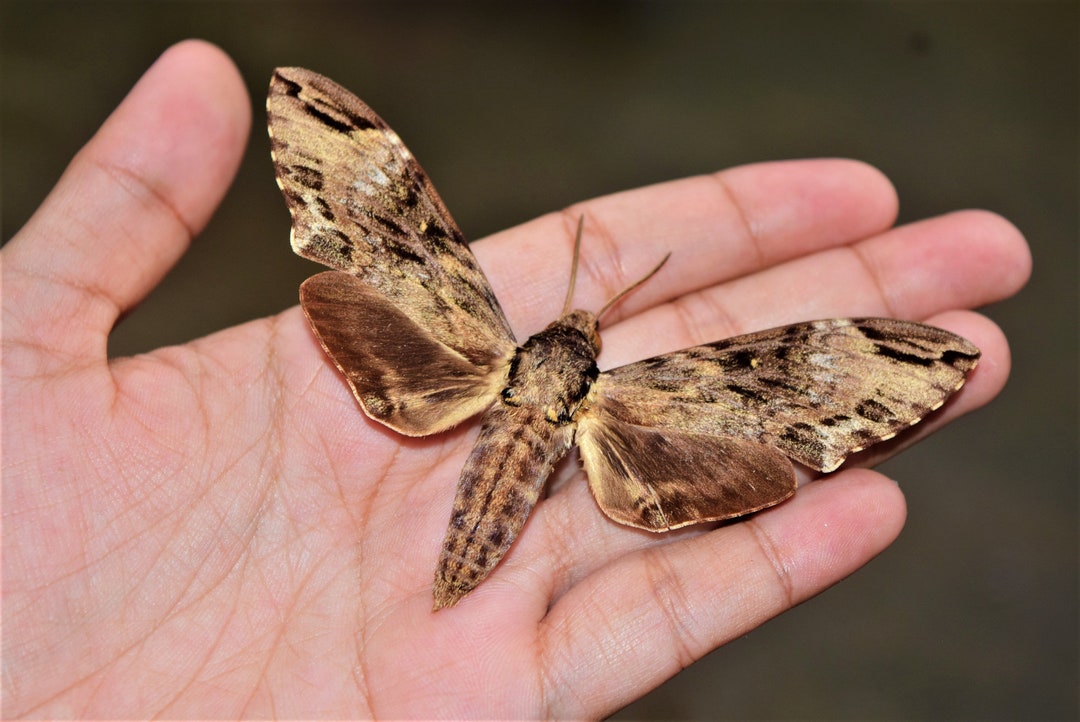Unspread Sphingidae, Big Real Moth, Insect Specimen, Beautiful Insects ...