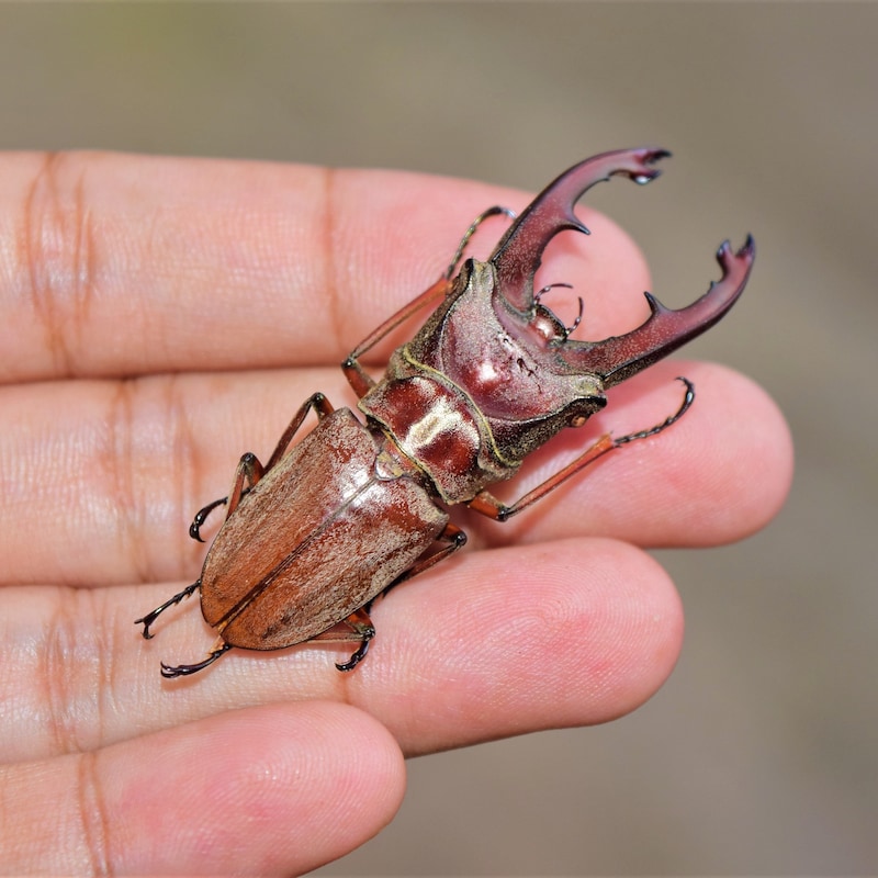 Insect Taxidermy Terrarium - Etsy