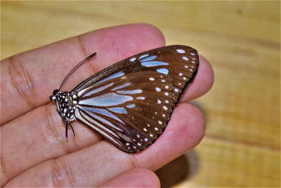 Parantica Luzonensis Insect Specimen Beautiful Insects Real - Etsy