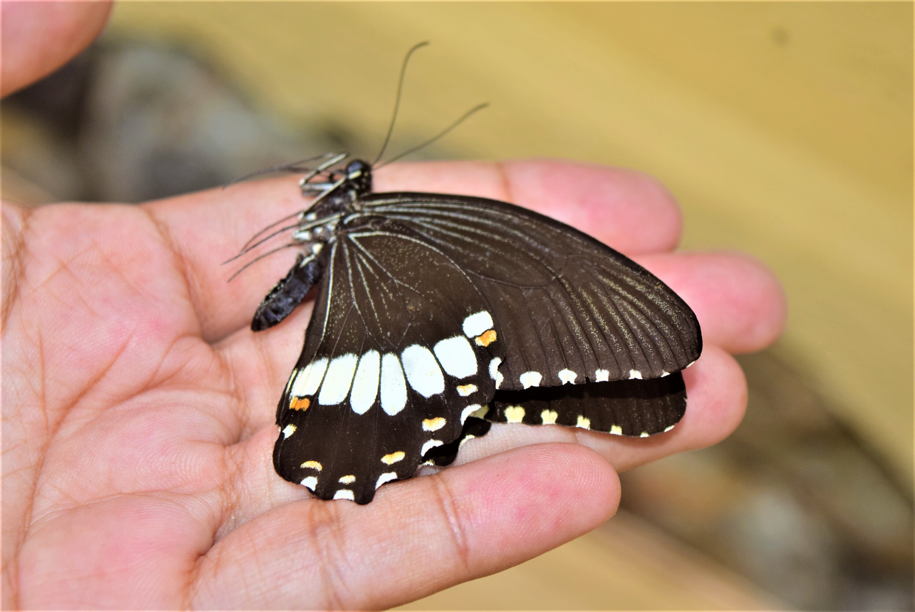 Papilio Alphenor Male Insect Specimen Beautiful Insects - Etsy