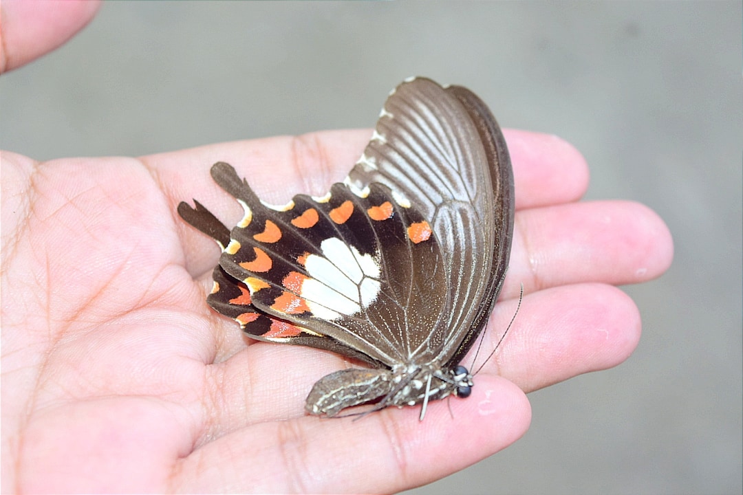 Papilio Alphenor Female, Not Perfect but Presentable, Insect Specimen ...