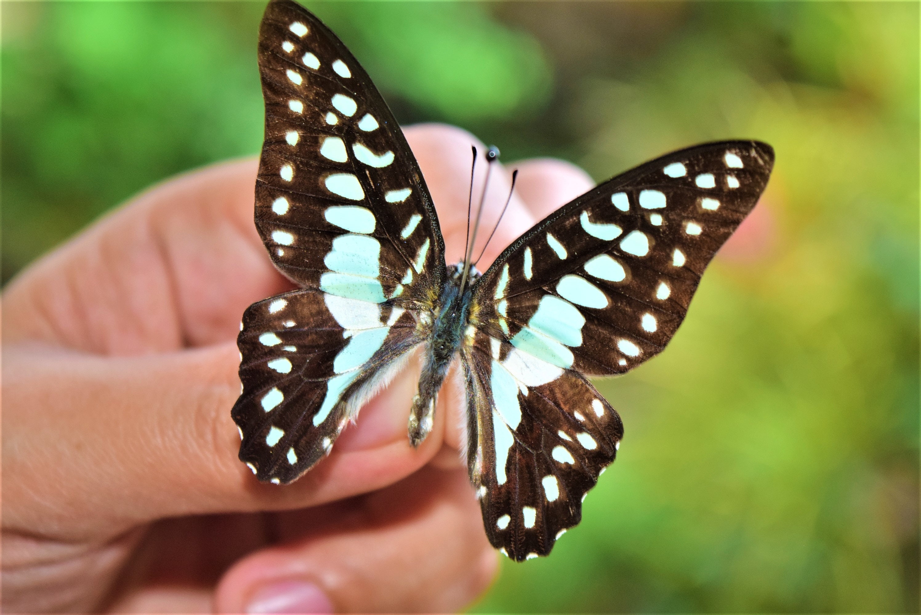 Graphium Eurypylus, Real Butterfly, Real Butterfly Art, Spread ...