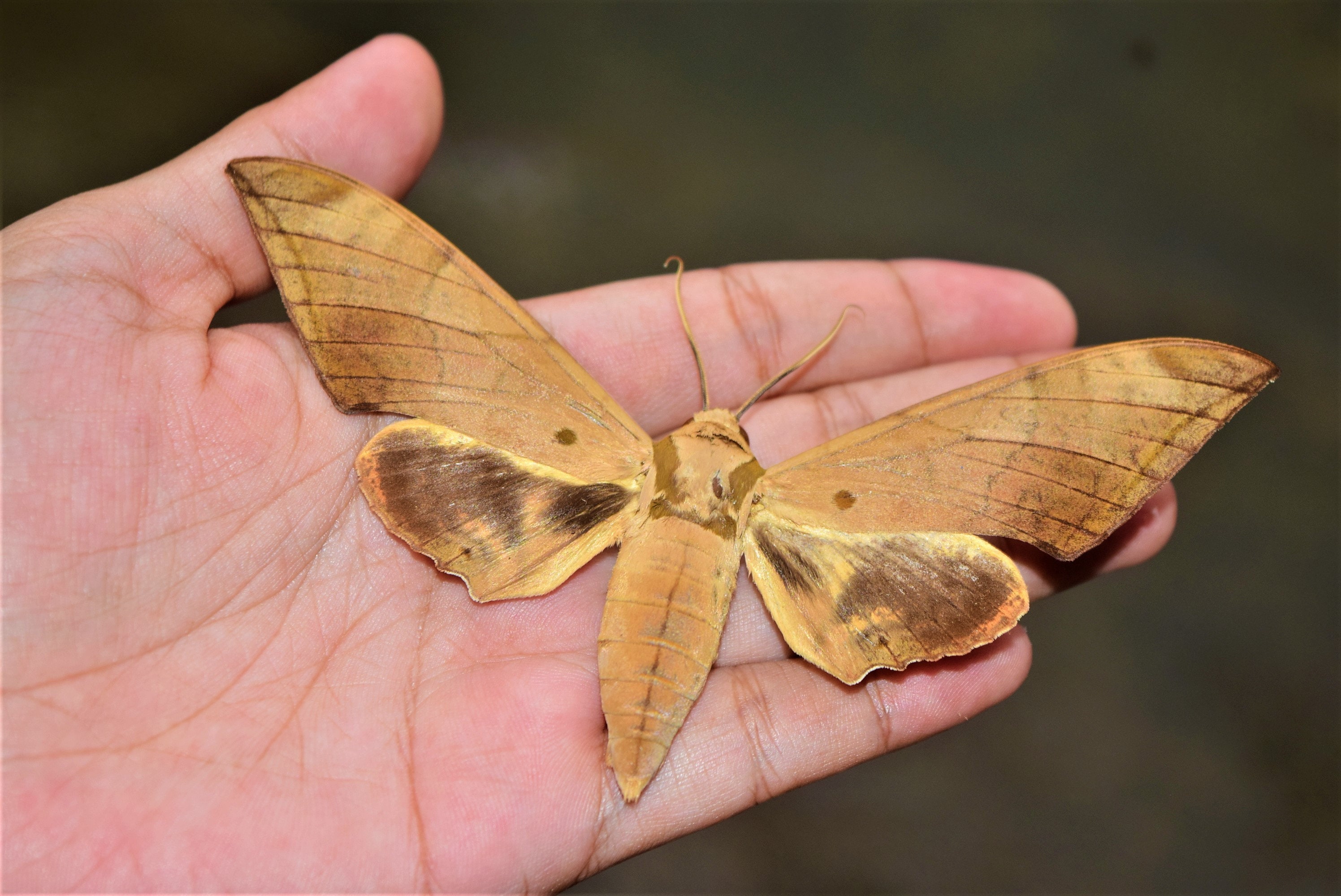 Spread Sphingidae, Big Real Moth, Insect Specimen, Beautiful Insects ...