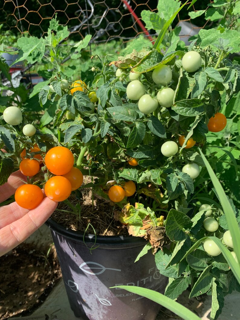 Jochalos Micro Dwarf Tomato - Etsy